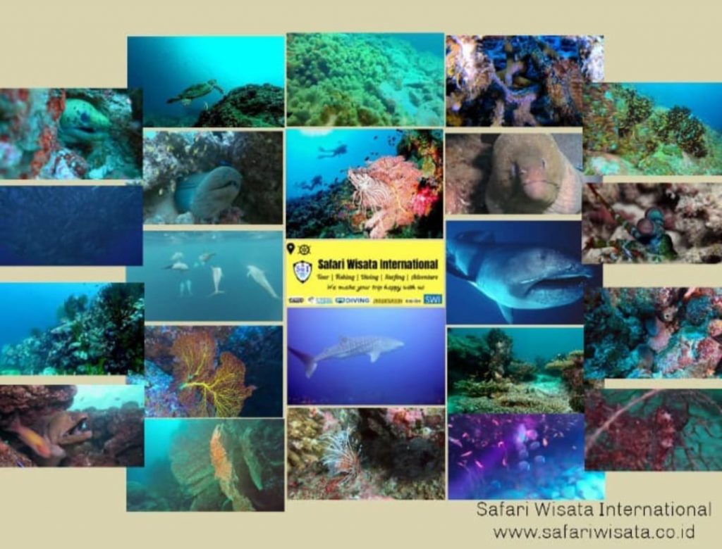Pulau Weh Diving Package, Sabang Weh Island Dive Trip Price With Resort ...